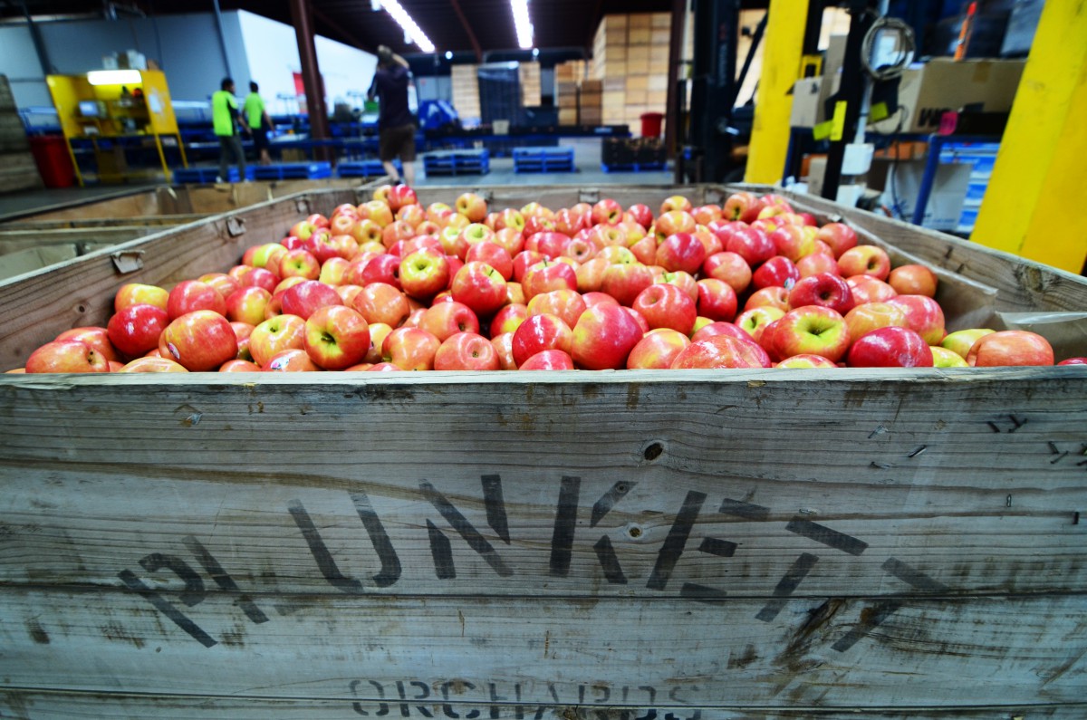 Plunkett orchard, a family business for four generations